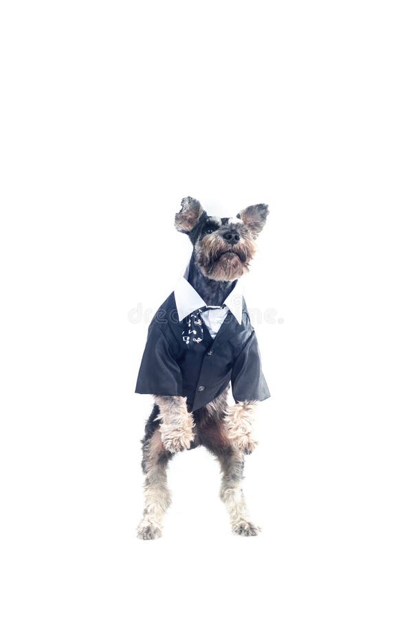 Old Standard Schnauzer Stock Photos - Free & Royalty-Free Stock Photos ...