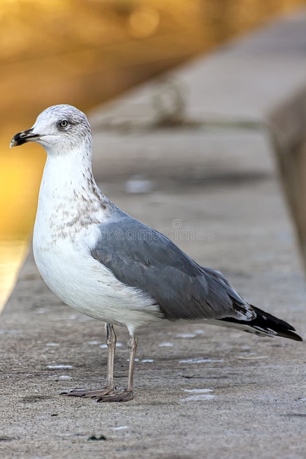 Standing Seagull eyes stock image. Image of seagull - 178620333