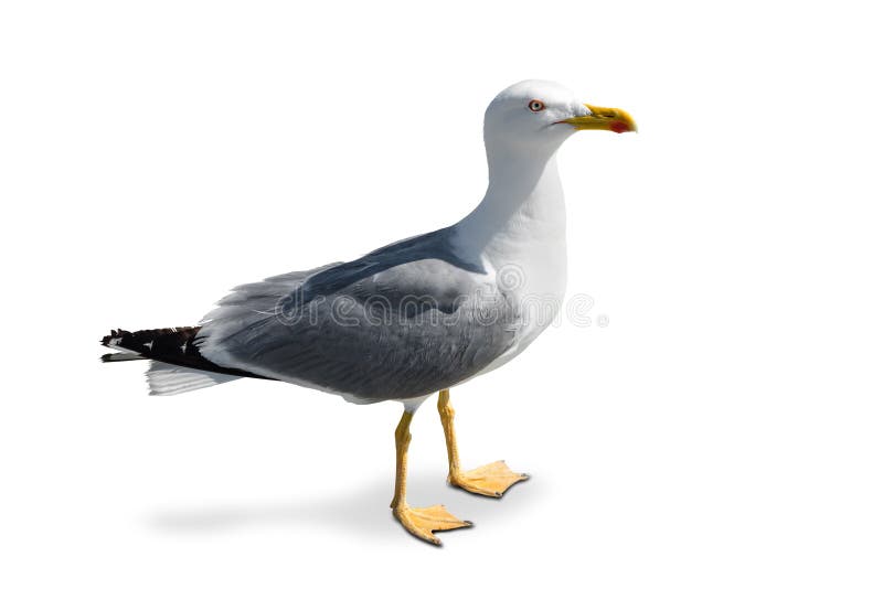 Seagull side view isolated stock photo. Image of plumage - 31987526