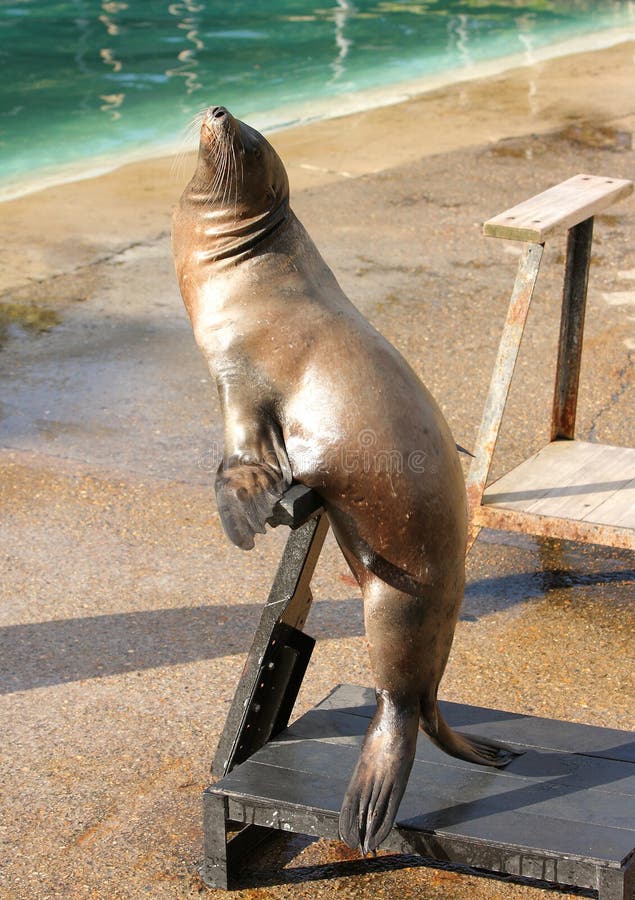 Standing seal stock image. Image of predator, animals - 53745647