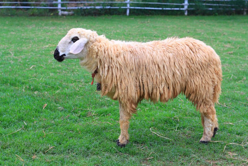 Standing sheep stock photo. Image of green, sheep, pasture - 25795334