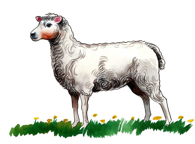 Standing sheep stock illustration. Illustration of grazing - 362690033