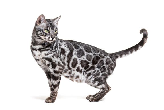 Standing Silver Bengal Cat Looking Back Tail Up, Isolated on White ...