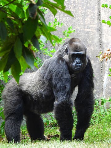 Standing Silverback Gorilla Stock Image - Image of chimpanzee, animal ...
