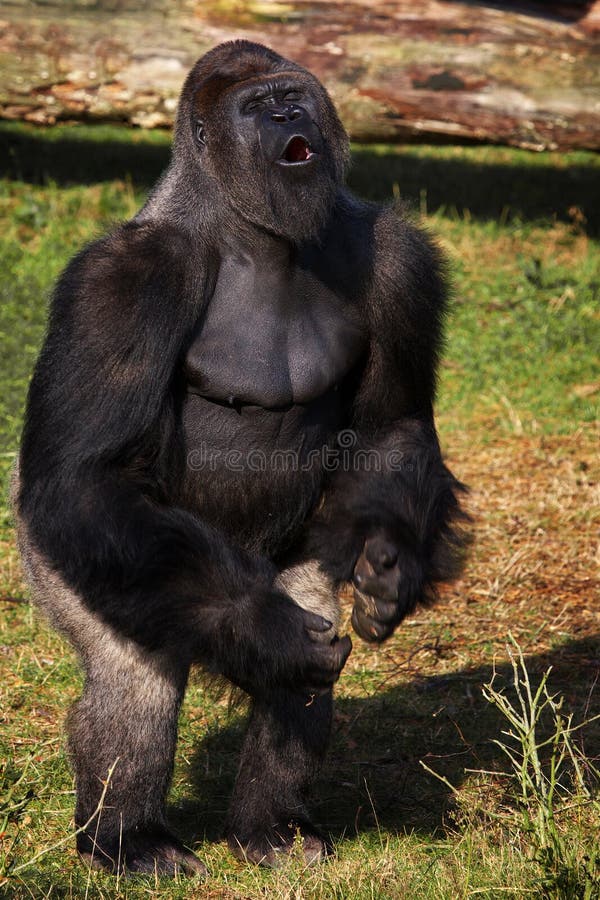 Gorilla teeth stock image. Image of gorilla, silverback - 23408359