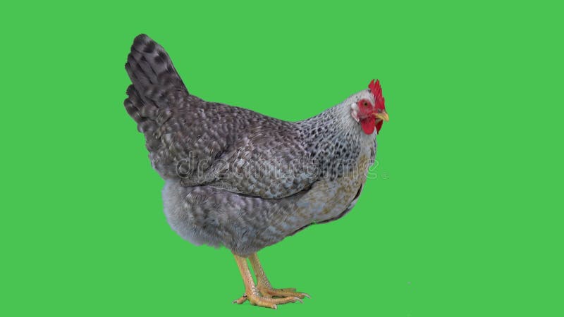 Standing and Singing Chicken on Green Screen Stock Footage - Video of ...
