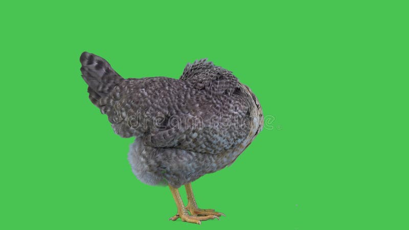 Standing and Singing Chicken Ongreen Screen Stock Video - Video of ...