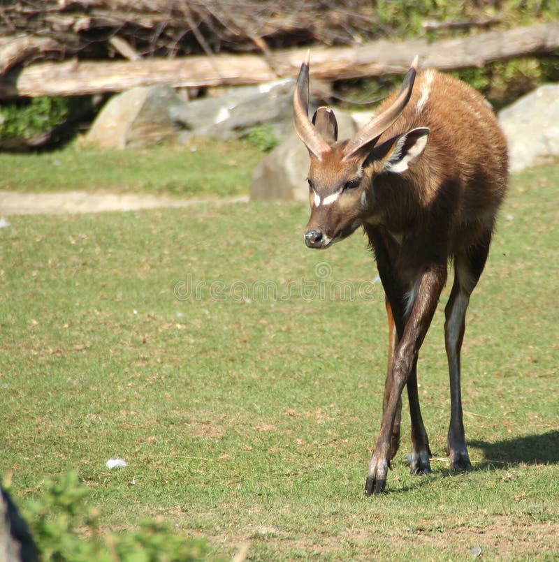 Standing sitatunga stock photo. Image of marshbuck, cute - 146810384