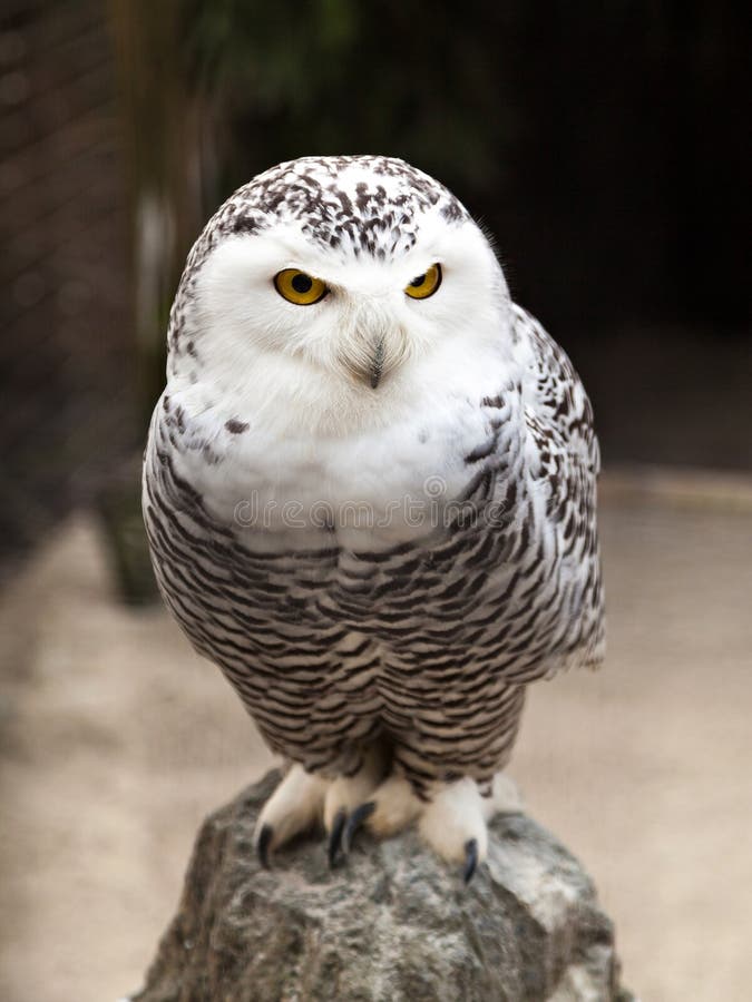 Standing Snow Owl stock photo. Image of fluffy, animal - 33536482