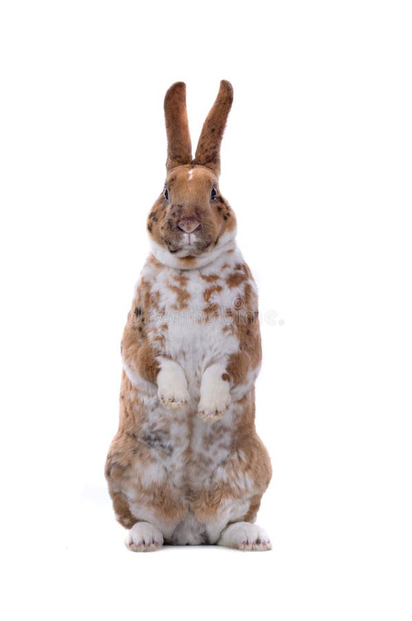 Spotted Rabbit Smiles with Open Mouth and Teeth Isolated on a White ...