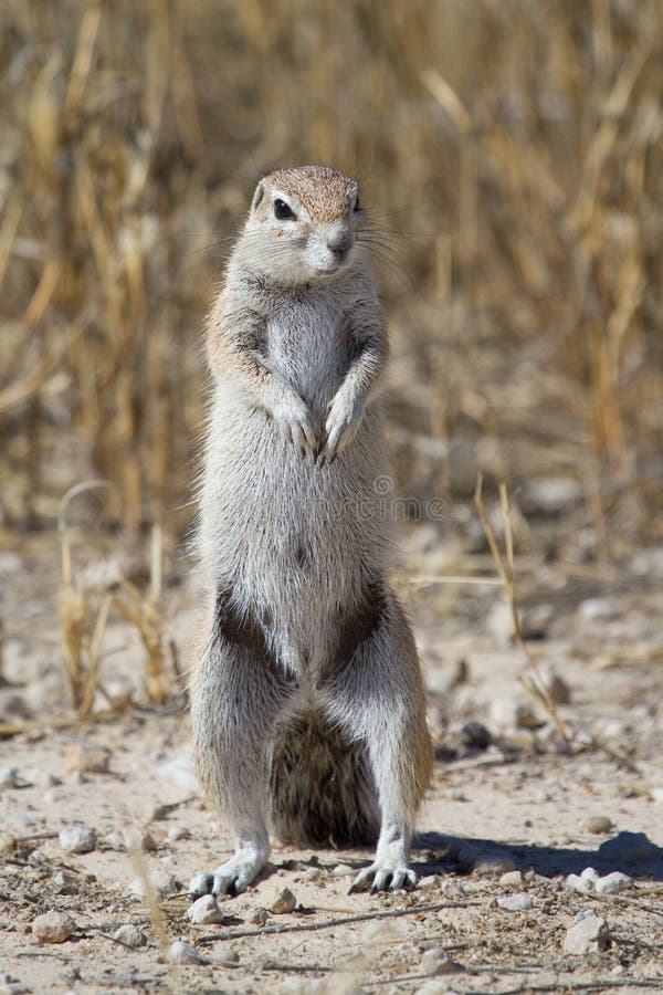 Standing squirrel stock photo. Image of upright, lovable - 26536964