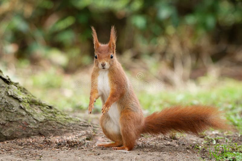 Squirrel caught in the act stock image. Image of habitat - 313039367