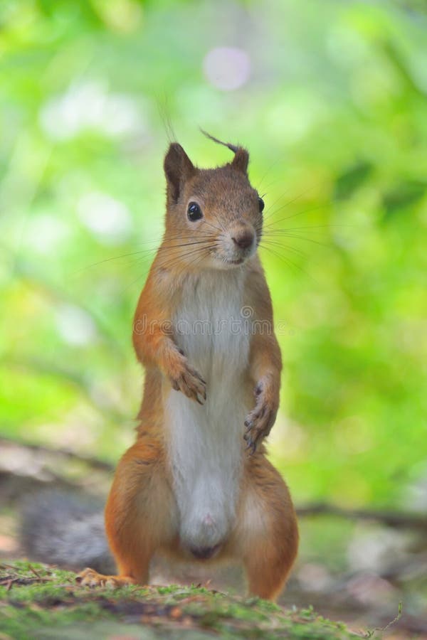 Standing squirrel stock image. Image of nature, furry - 78597393