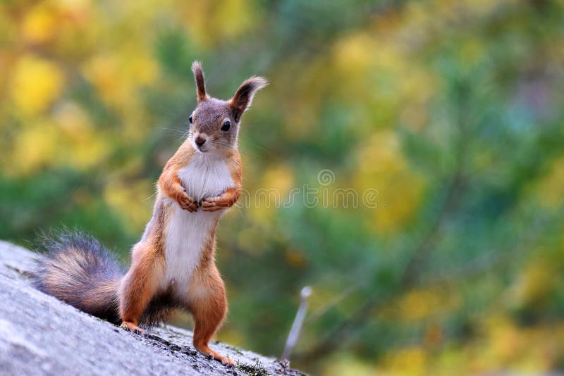 Standing squirrel stock image. Image of nature, furry - 78597393