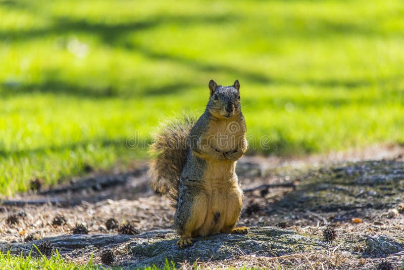 Squirrel Stand on Creeping Plant in Wild Stock Image - Image of stand ...