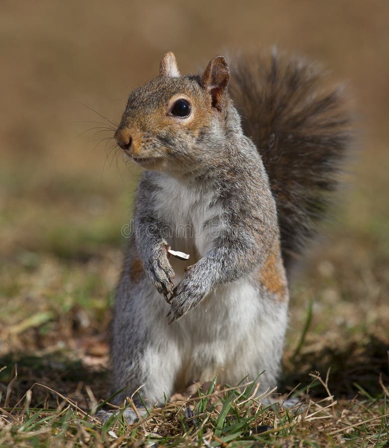 Standing squirrel stock image. Image of ears, mammal - 66787427