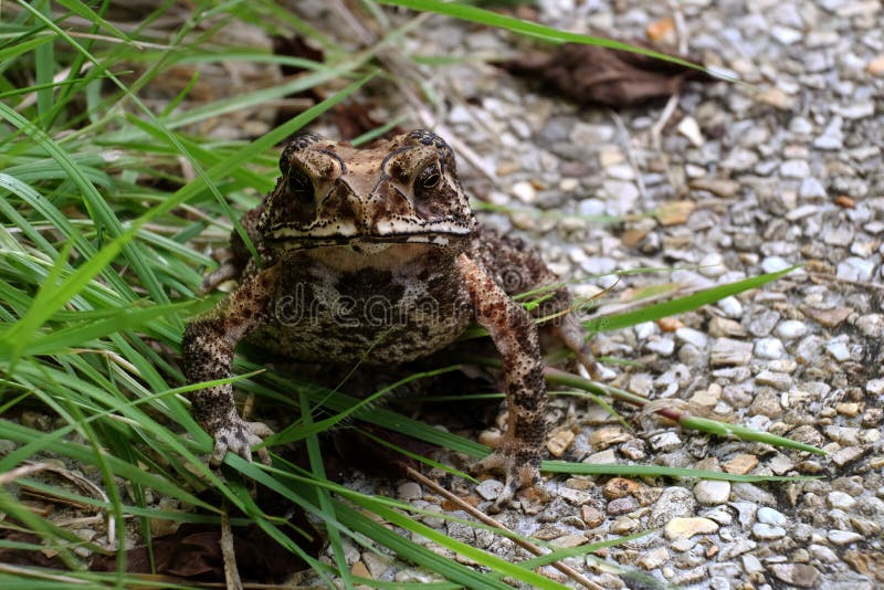 Standing Still Toad on Pebble Ground beside the Green Grass Stock Image ...