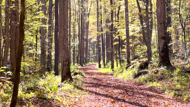 Standing Still and Watching the Leaves Fall Stock Video - Video of ...