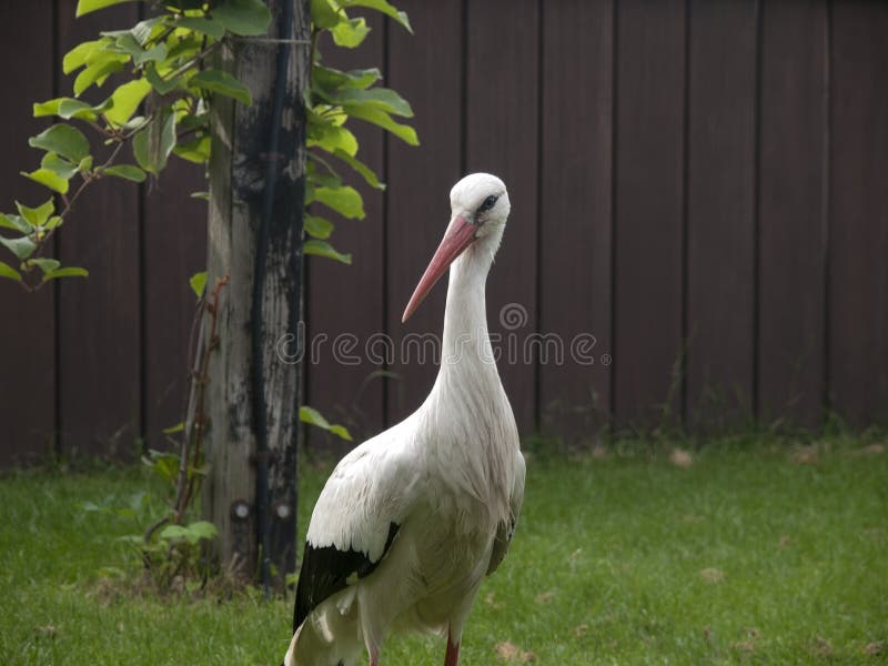 Standing stork stock image. Image of standing, wing, fledged - 73744113
