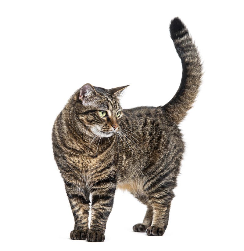 Standing Striped Tabby Cat Looking Away, Isolated on White Stock Photo ...
