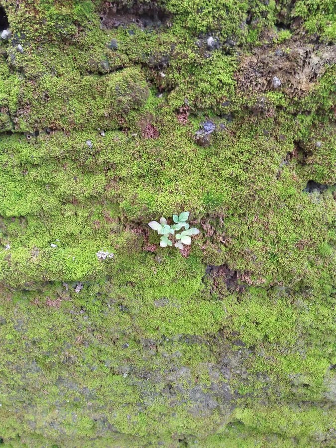 Standing Strong between the Moss Stock Image - Image of strong ...