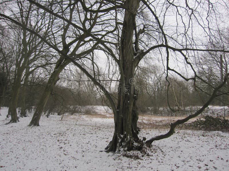 Standing Strong stock image. Image of standing, strong - 111125581