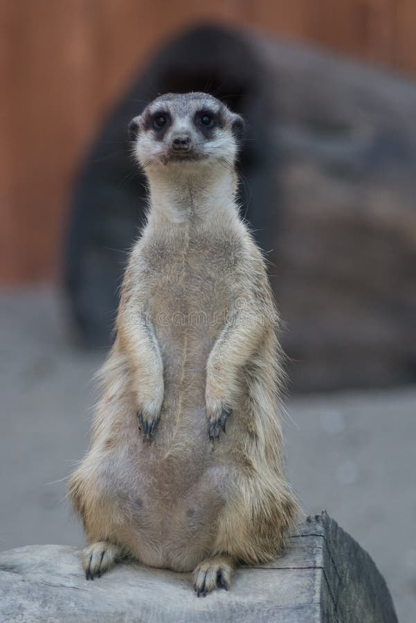 Standing Suricate or Meerkat Stock Image - Image of mother, lovely ...