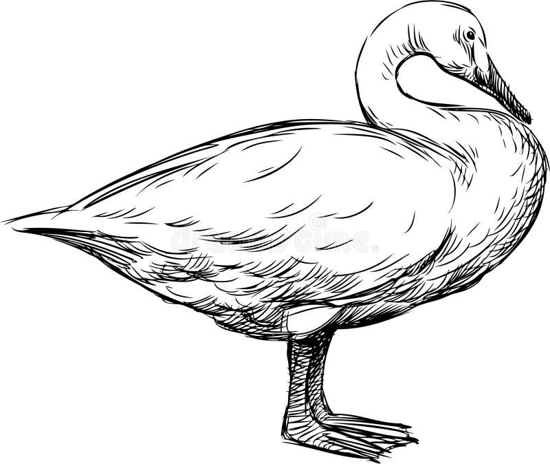 Standing swan stock vector. Illustration of bird, side - 30535356