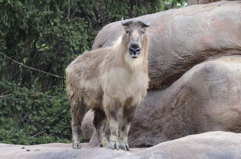 Standing takin stock photo. Image of look, shaggy, hairy - 25621518