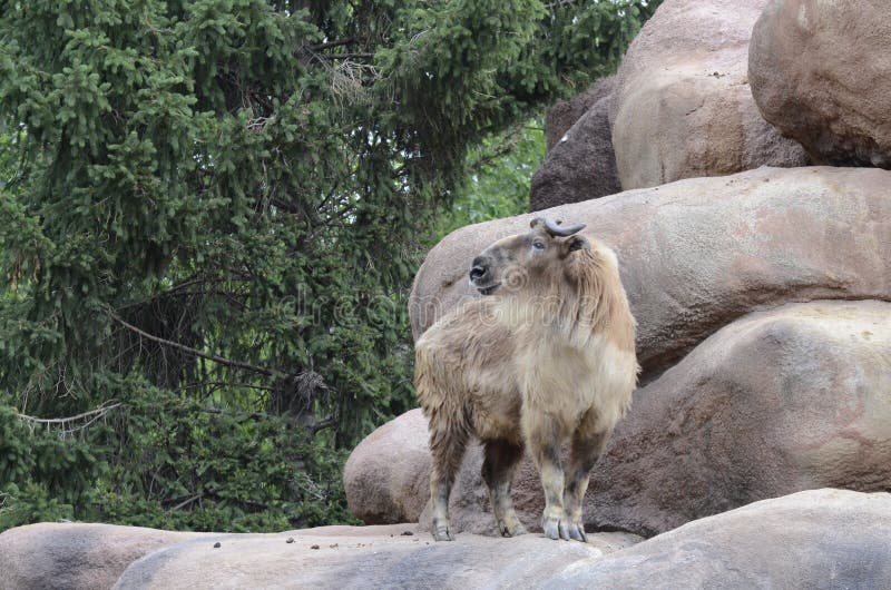 Standing takin2 stock photo. Image of peer, rock, stare - 25621526
