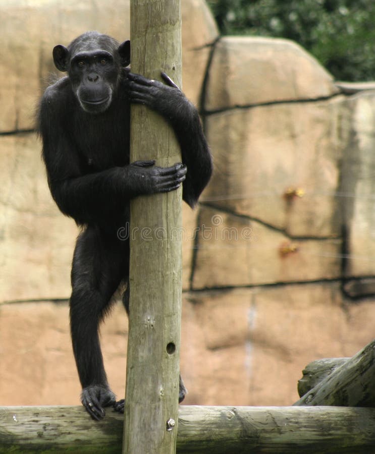257 Chimp Standing Stock Photos - Free & Royalty-Free Stock Photos from ...
