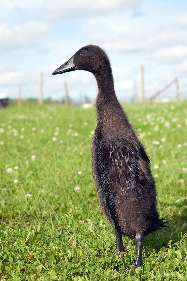 Standing Tall stock image. Image of duck, flock, indian - 37546261
