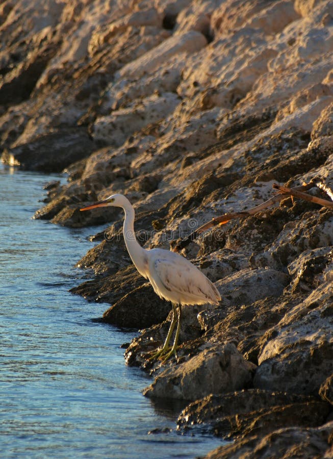 Standing tall Egret stock image. Image of standing, front - 65463897