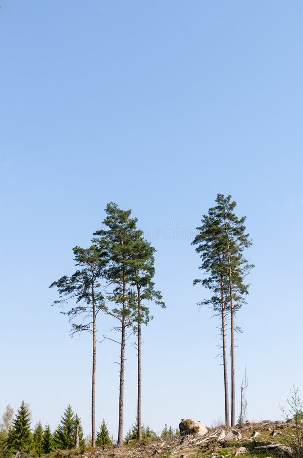 Standing Tall Pine Trees in a Clear Cut Forest Area Stock Photo - Image ...