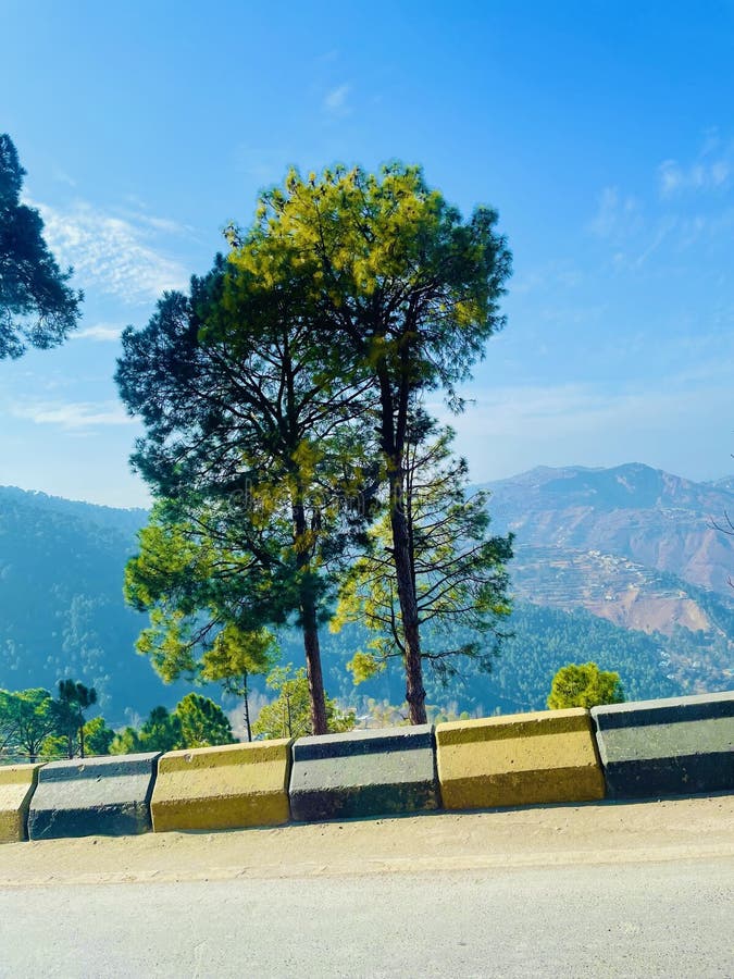 Standing Tall through Time and Seasons Stock Image - Image of light ...