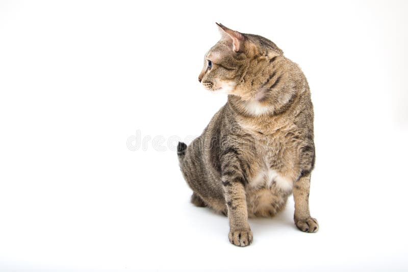 Standing Thai Fat Cat stock image. Image of thai, adult - 29332803