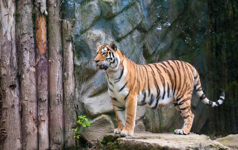 Standing Tiger stock photo. Image of close, danger, animal - 58335492