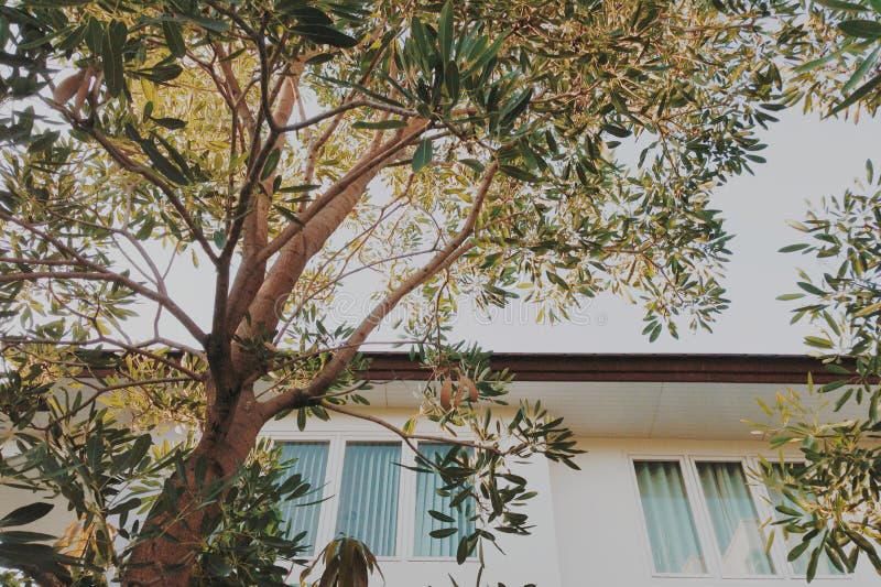 Standing timber stock photo. Image of light, tree, standing - 54040808