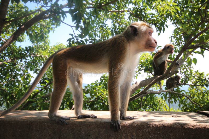 Monkey, the Toque Macaque is a Reddish-brown-coloured Old World Monkey ...