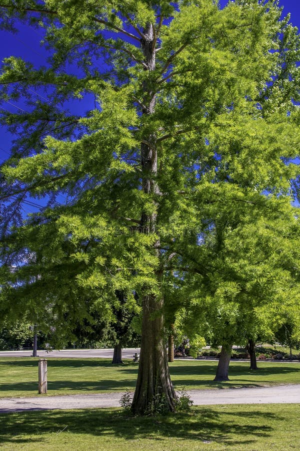 Standing Tree stock photo. Image of idaho, boise, trees - 152182512