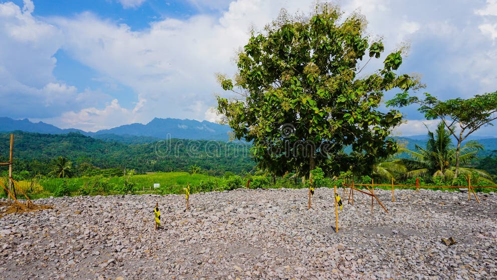 Standing Trees Alone Around the Construction Project Land Stock Photo ...