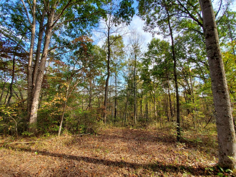 Standing among the Trees stock photo. Image of trees - 160934426