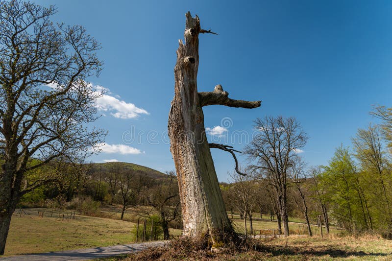 Standing Trunk of a Big Dead Oak Tree Stock Photo - Image of grass ...
