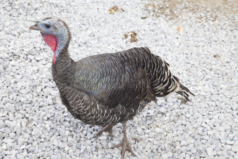 Standing Turkey stock image. Image of symbol, animals - 60176053