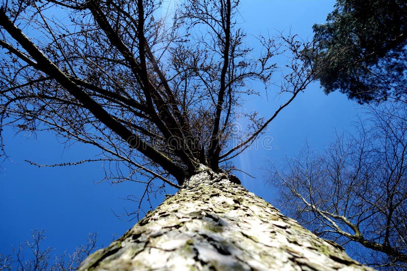 Standing Under Tree Branches Stock Image - Image of bark, trunk: 174066315