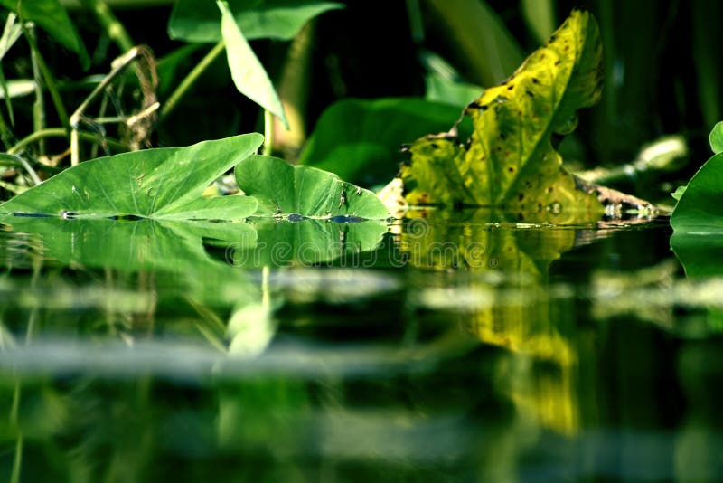 Standing Water in a Lake and Green Grass Stock Image - Image of insect ...
