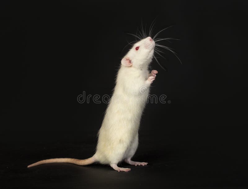 Standing white rat stock image. Image of whisker, curiosity - 36159569