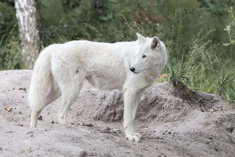 Standing white wolf stock image. Image of outdoors, predator - 77445671