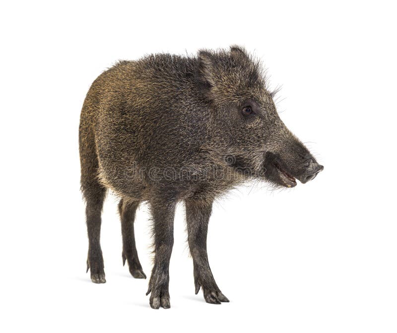 Standing Wild Boar, Isolated Stock Photo - Image of mammal, baby: 221596272
