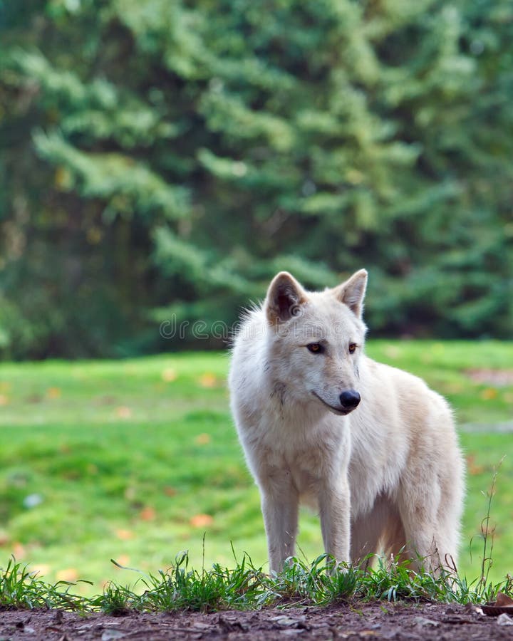 Standing Wolf stock image. Image of eyes, white, watchful - 21470805